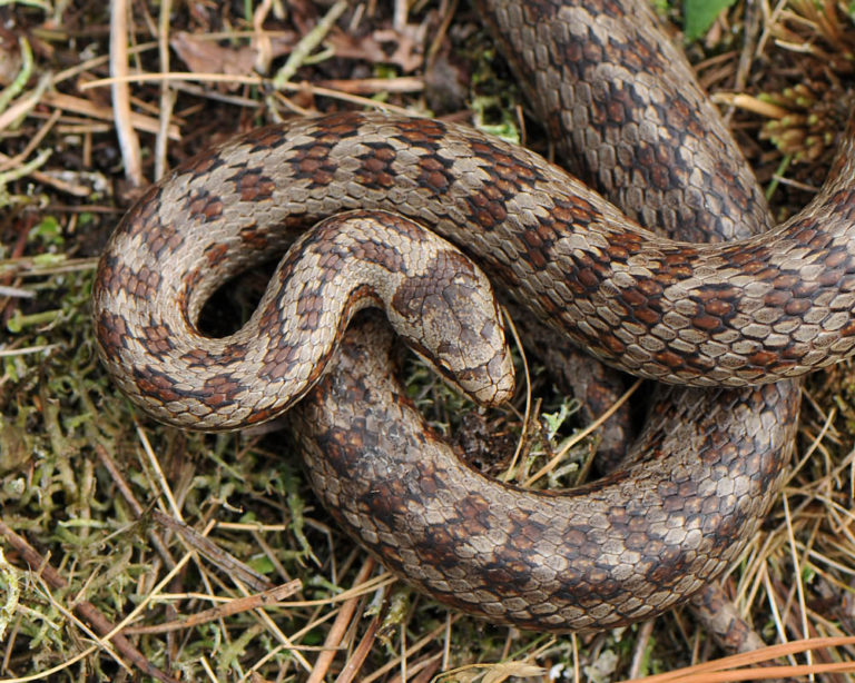 Gladde slang – natuurpix